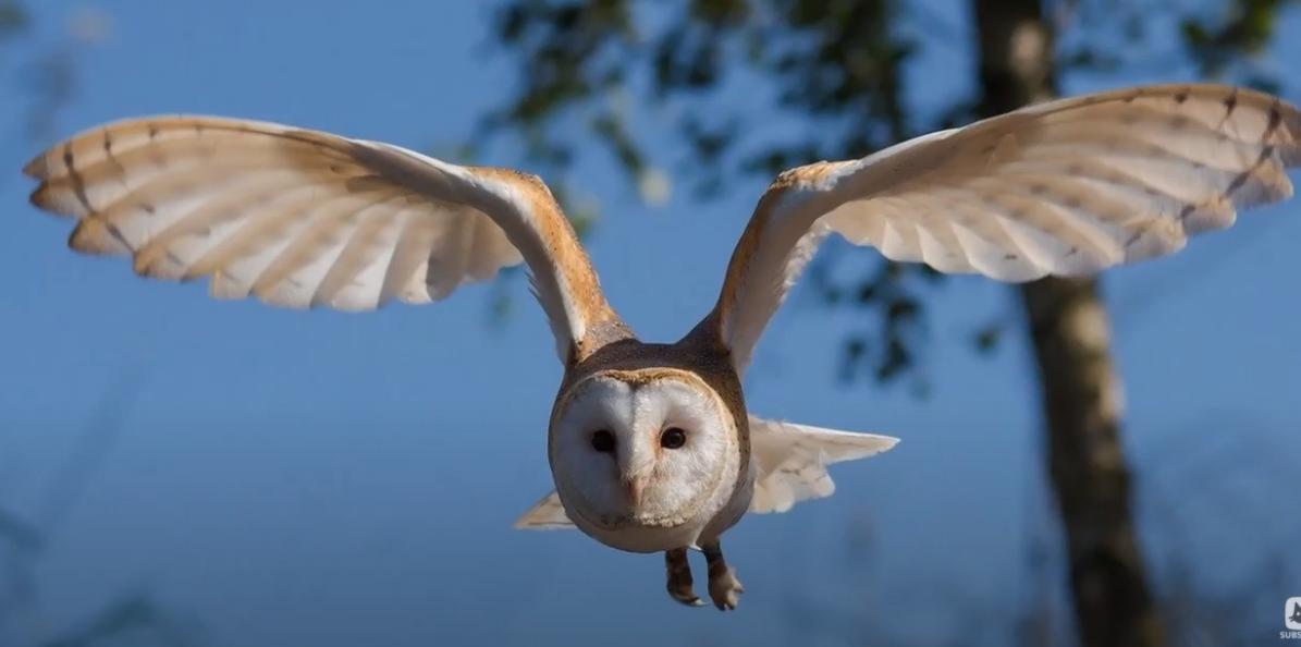 Owls